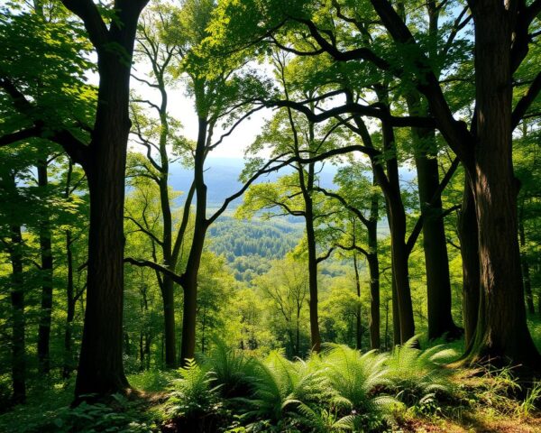 Die verschiedenen Eichen Arten Gartenhaus-Blog